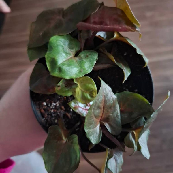 Rose 'fantastic at 60' Happy Birthday Rose Gift Wrapped With Huge Bow ...