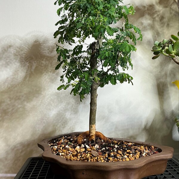 Brazilian Raintree Bonsai in 10-inch Forest Pot - Etsy