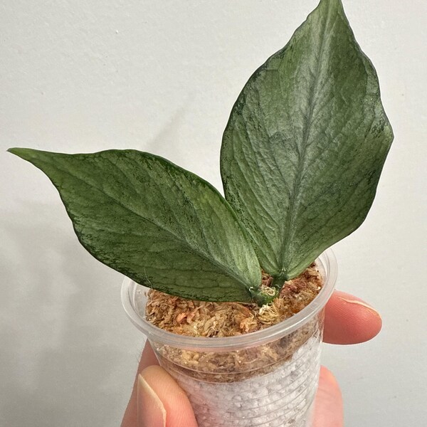 Hoya Chinghungensis- Rooted- Actively Growing- Large Cutting ...