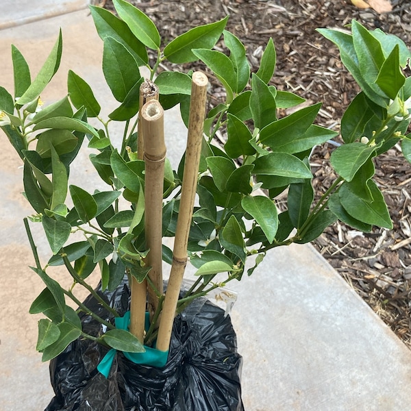 KEY LIME With Flowers Dwarf Tree One Gallon Pot. No Shipping Ca. - Etsy