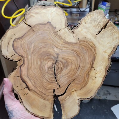 20 Olive Live Edge Wood Slab Live Edge Olive Burl Hole Wood Slice Huge ...