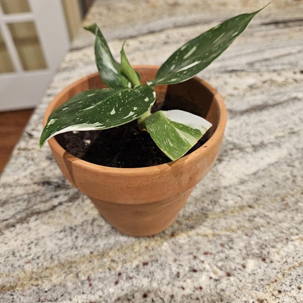 Alocasia Pink Princess Starter Plant ALL STARTER PLANTS Require You to ...