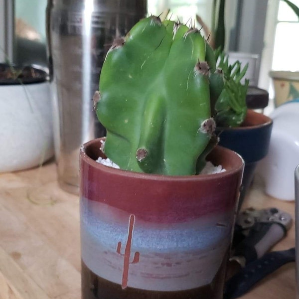 1 Foundationless Frame · Topbar Style · Langstroth 19" · Honeybee Bees ...