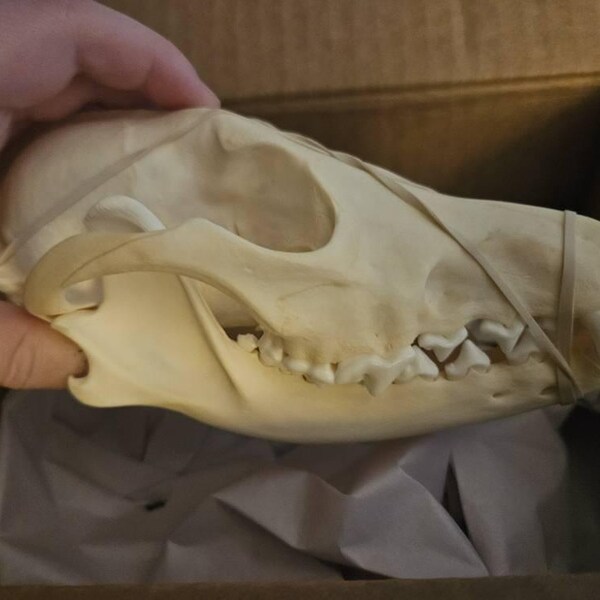 10 Deer First Phalanx Proximal Phalanx Bones Phalanges Knuckle Bones - Etsy