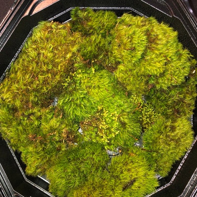Live Wooly Boulder Forked Moss dicranum Fulvum for Terrarium, Garden ...