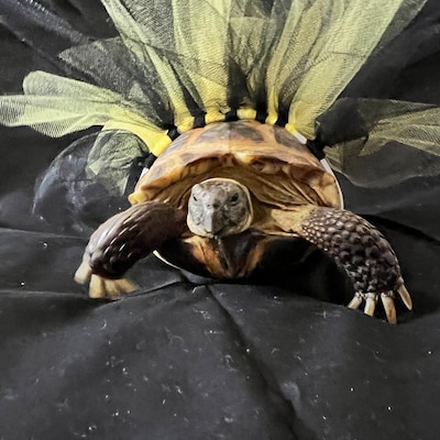 Teal White and Orange Tortoise Diaper - Etsy