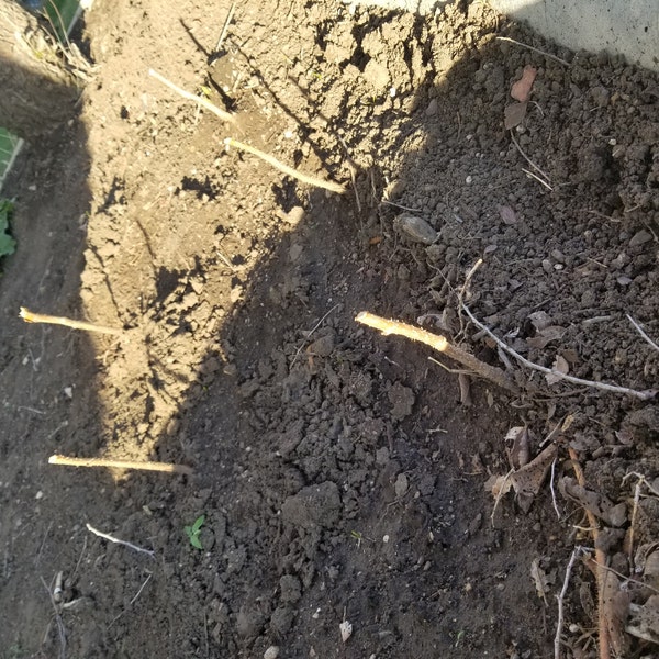 5 Heritage Everbearing Red Raspberry Plants (5 Large 1 Year Old Bare ...