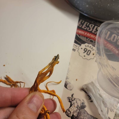 Ginseng Siberian Eleuthero Root Powder 4oz to 5lb 100% - Etsy