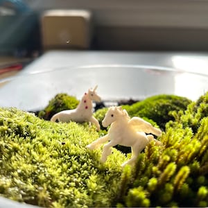 Star Moss Tortula Ruralis | Etsy