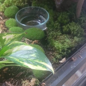 Mood Moss, 1 Gallon Bag, Live Moss, Great for Terrariums & Weddings ...