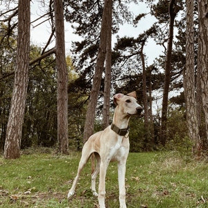 Emerald 'atacama' Whippet Greyhound Italian Lurcher Sighthound ...