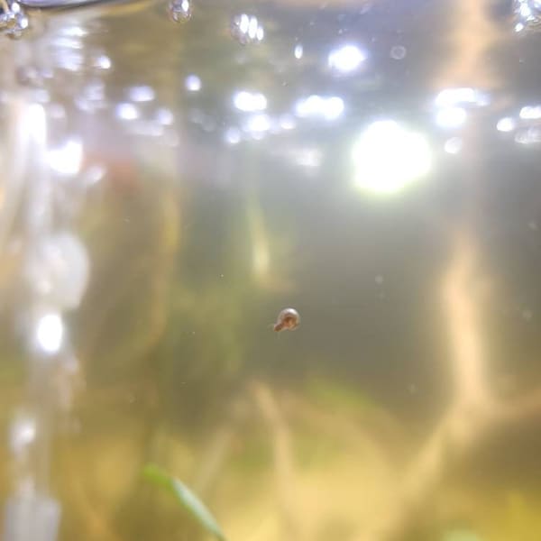 BUY2GET1FREE Java Moss, Bogor Moss Aquarium Plant | Easy Aquarium Plant ...