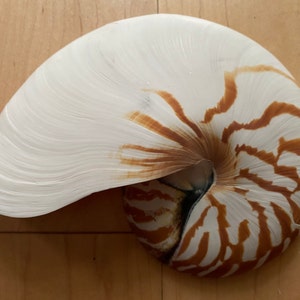 Brown Turkey Wing Seashells Ark Shells Arca Zebra Coastal | Etsy