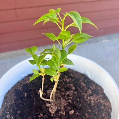 Black Monukka Seedless Grape, Live Potted Grape Plant, 1-2 Years Old ...