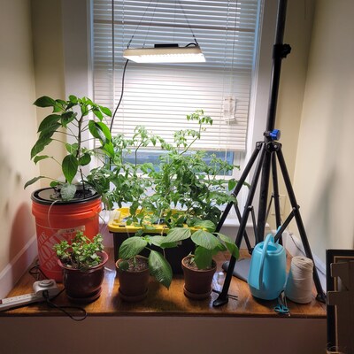 Tiny Tim Miniature Heirloom Tomato, 15 Seeds, Teeny Fruit, Patio Plant ...