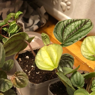 Peperomia Dragon Skin Starter Plant ALL STARTER PLANTS Require You to ...