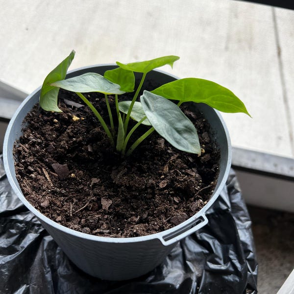 Alocasia Pink Princess Starter Plant ALL STARTER PLANTS Require You to ...