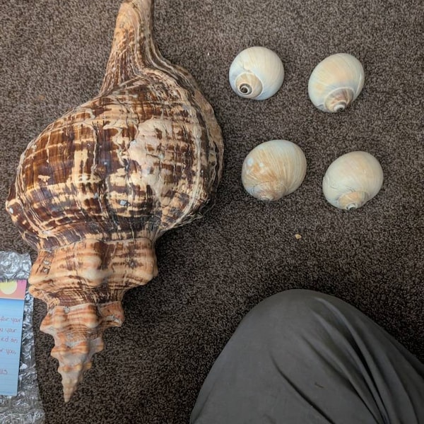 3 SPOTTED DARK PEACH Large Northern Moon Snail Shells, Colorful ...