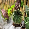RS Ariel African Violet Live Plant, Young Starter in a 4 Pot Plant ...