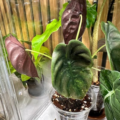 RS Ariel African Violet Live Plant, Young Starter in a 4 Pot Plant ...