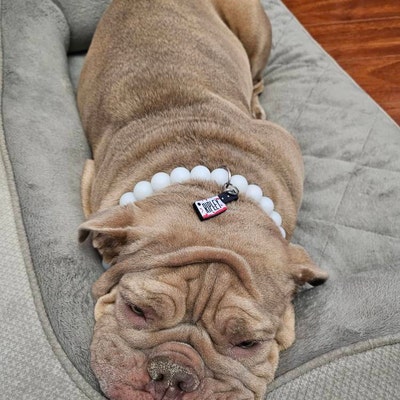 Personalized LED Dog Tag Light up Dog Tag Color Changing - Etsy