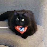 Piccolo Postboy Cosplay Earth Casual Namekian Driving T-shirt - Etsy