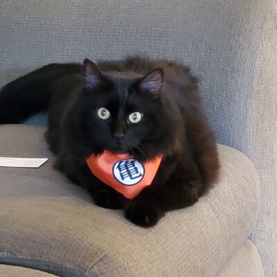 Piccolo Postboy Cosplay Earth Casual Namekian Driving T-shirt - Etsy