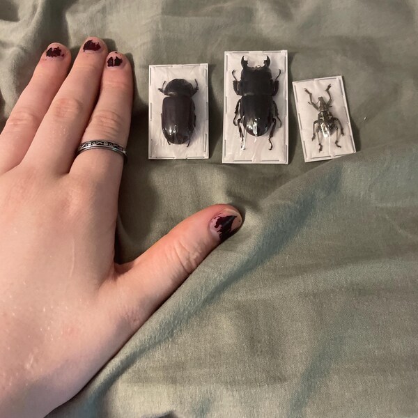 Assorted Bugs Insects Specimen Wholesale Mix Lot Bulk - Etsy