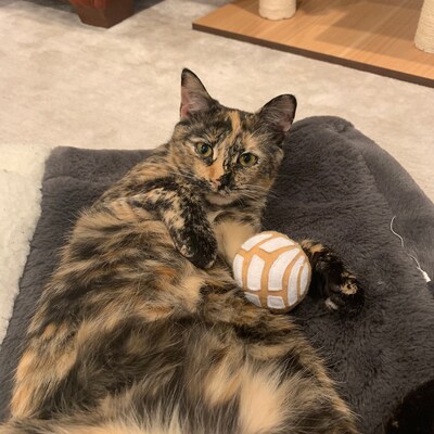 Concha Bread Cat Toys Organic Catnip Toys, Pan Dulce Concha Catnip Cat ...