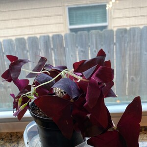 6 ZZ Plant Zamioculcas Zamiifolia Zee Zee Plant Aroid Palm - Etsy