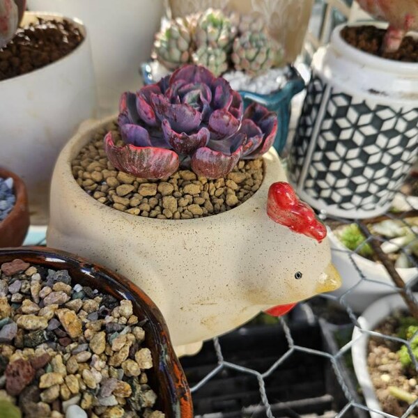 Hamburger Cat Planter Pot | Funny Novelty Planter | Gift for Cat Mum ...