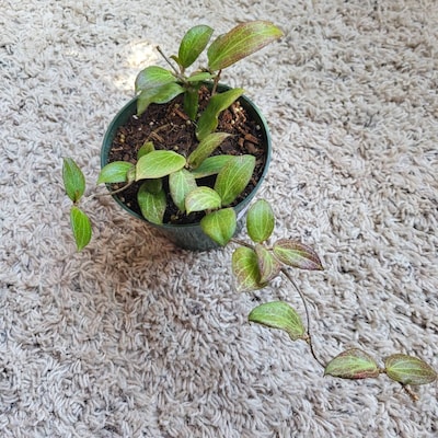 Hoya Kalimantan UT-158 in 4.5pots Rare Hoya Wax Plant Veined Attractive ...