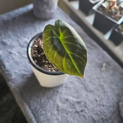 Alocasia Dragons Tooth Starter Plant must Buy A Minimum of ANY 2 PLANTS ...