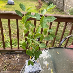 Hosta 'afterglow' 3 Pot Size Starter Plant - Etsy