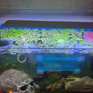 Red Root Floater, Phyllanthus Fluitans, Live Aquarium/floating/pond ...