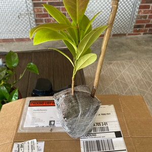 Musa poquito Banana Tree/ Banana Tree in 4 Inch Cups one | Etsy