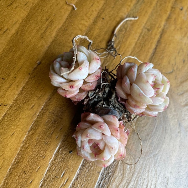 Echeveria 'red Coral' , Rare Live Succulent - Etsy