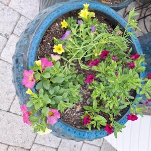 Calibrachoa Minifamous Neo Double Dark Blue X5 or X1 Attracts ...