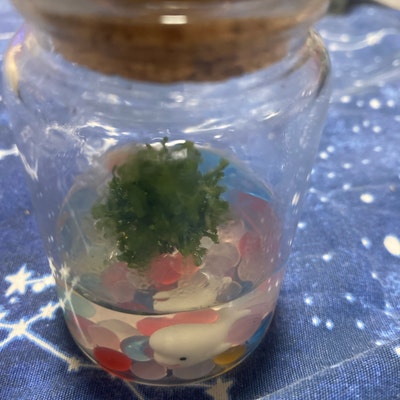 Rainbow Floral Terrarium Self Grow, Maintenance Free coleus 4 Dom - Etsy