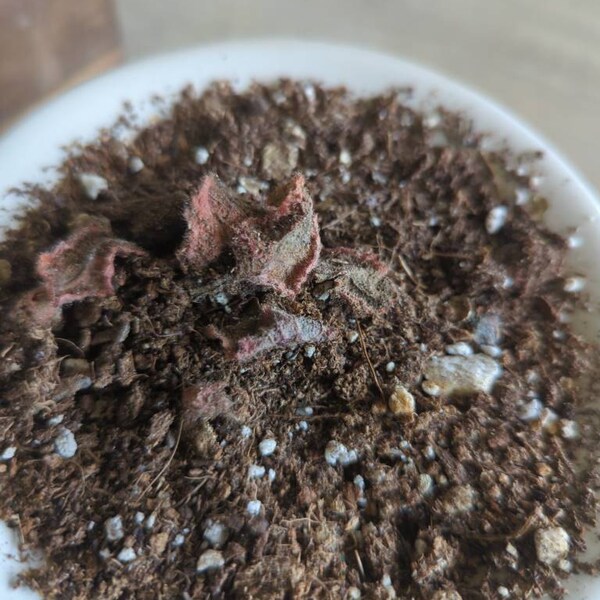 Kei Yoki African Violet Starter Plant (ALL PLANTS Require You to ...