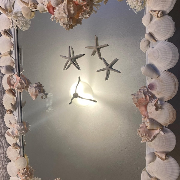 1 to 12 Calico Bay Scallop Pectin Pecten Shells Seashell White and Pink ...