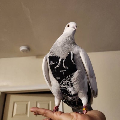 Leashes for Chicken / Duck Diapers - Etsy