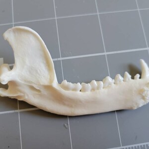 Sylvilagus Floridanus / Rabbit Atlas Vertebrate Butterfly Bone - Etsy