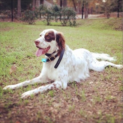 Cocker Spaniel Buff Cream Tan ASCOB AKC Sporting Pet - Etsy