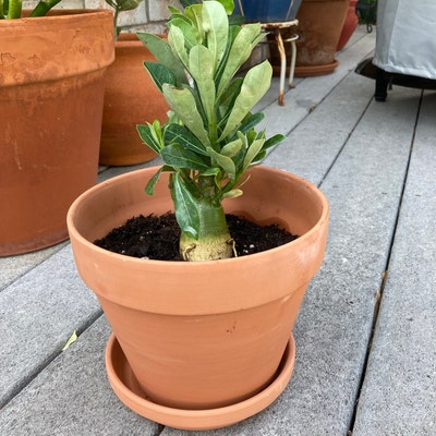 Rare Adenium Obesum Arabicum, Beautiful White Flowers Fat Caudex ...