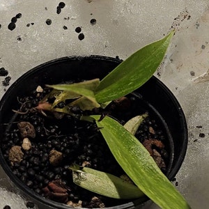 Hoya Pubicalyx Pink Silver Ghost Rare Plant, M Size - Etsy