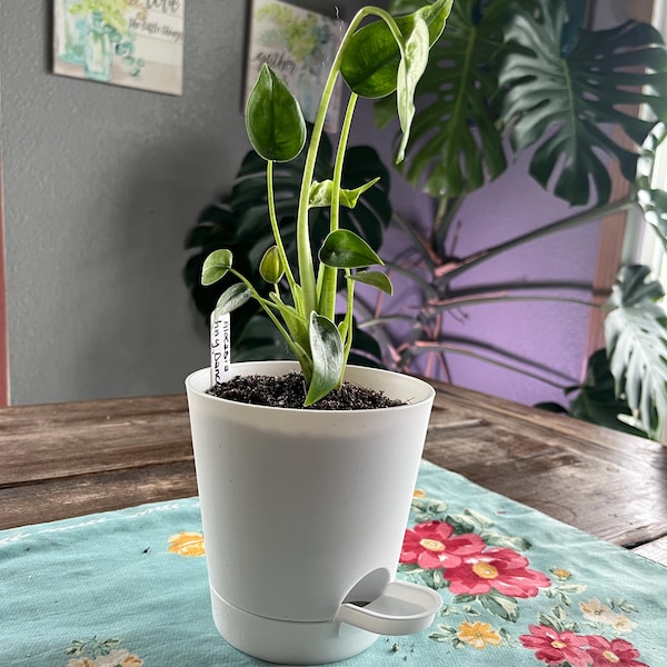 Chester Fern Starter Plant (ALL STARTER PLANTS Require You to Purchase ...