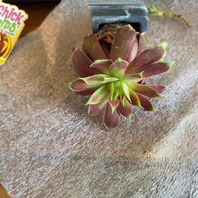 Ajuga Feathered Friends fierce Falcon Plant in 3 - Etsy