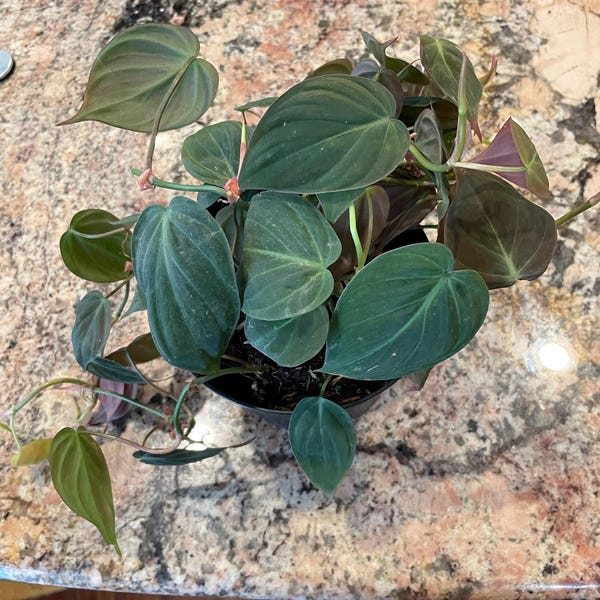 Mican Philodendron | Velvet Leaf Philo | Indoor & Outdoor Live Tropical ...