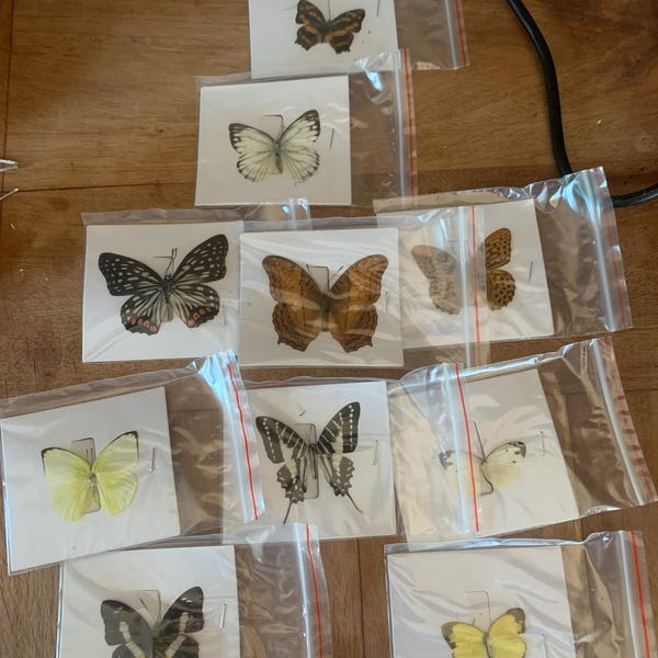 5-100PCS Real Butterfly Specimen Taxidermy Insect Butterflies Decor ...